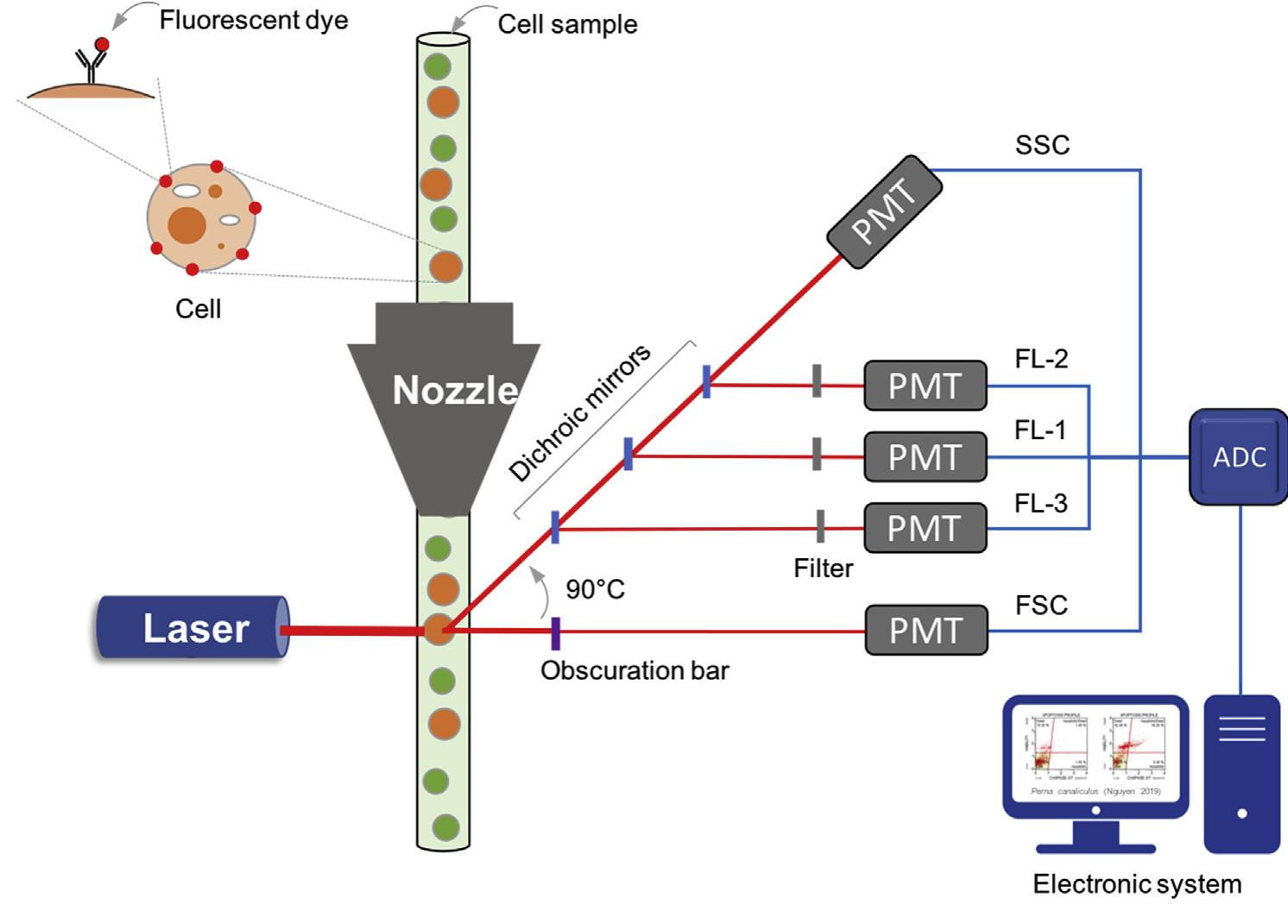 Schematic diagram of a flow cytometer. abbreviations: ssc,