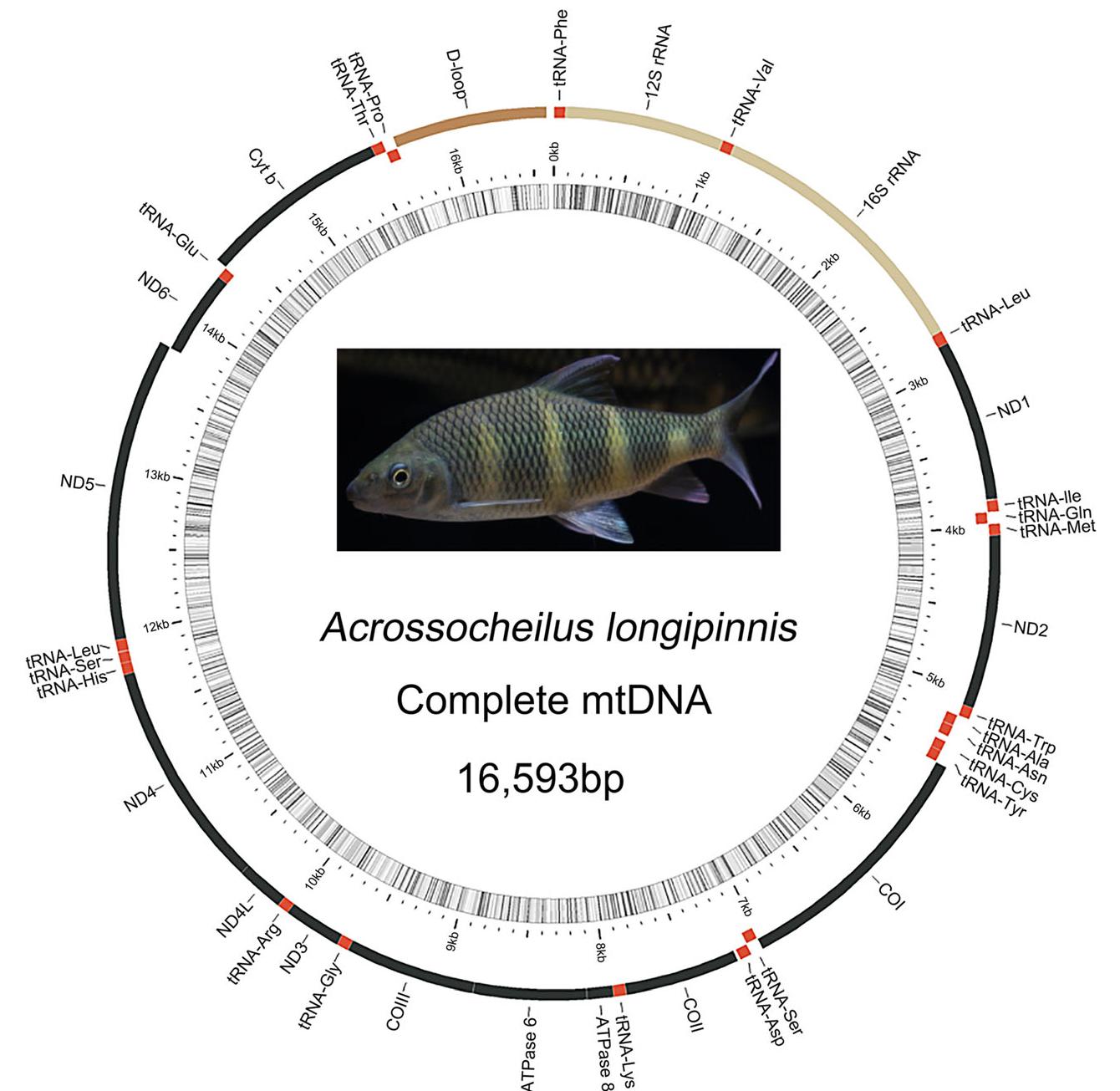 Gene map of the mitochondrial genome of acrossocheilus