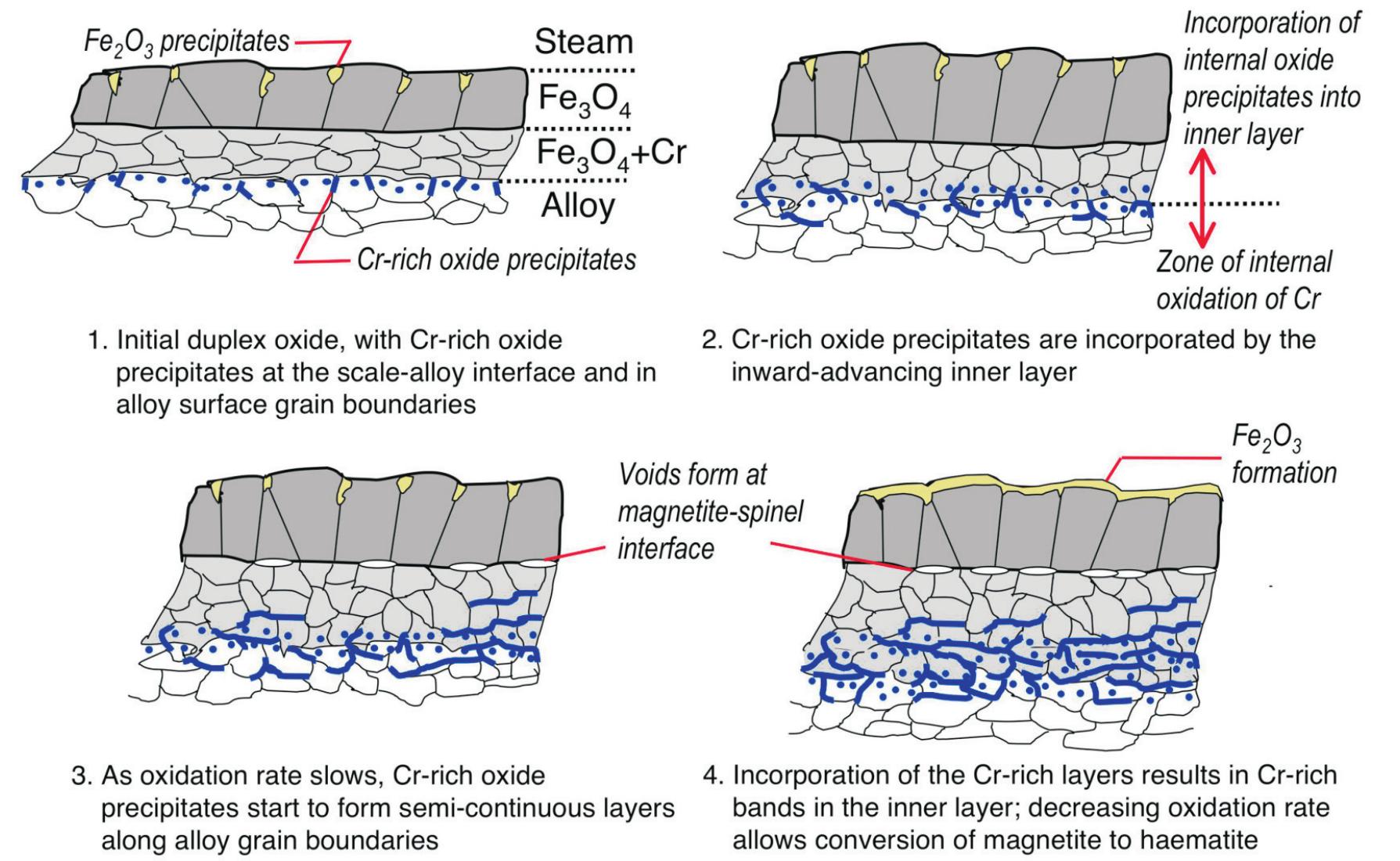 Schematic representation of cross-sections of scale formed