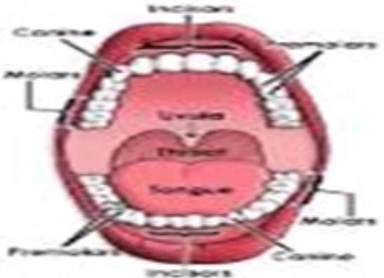 Diagram showing the teeth as an organ of speech source:
