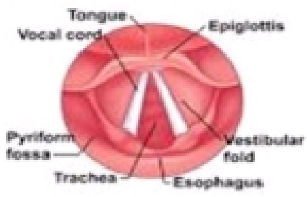 The diagram of vocal chord source: