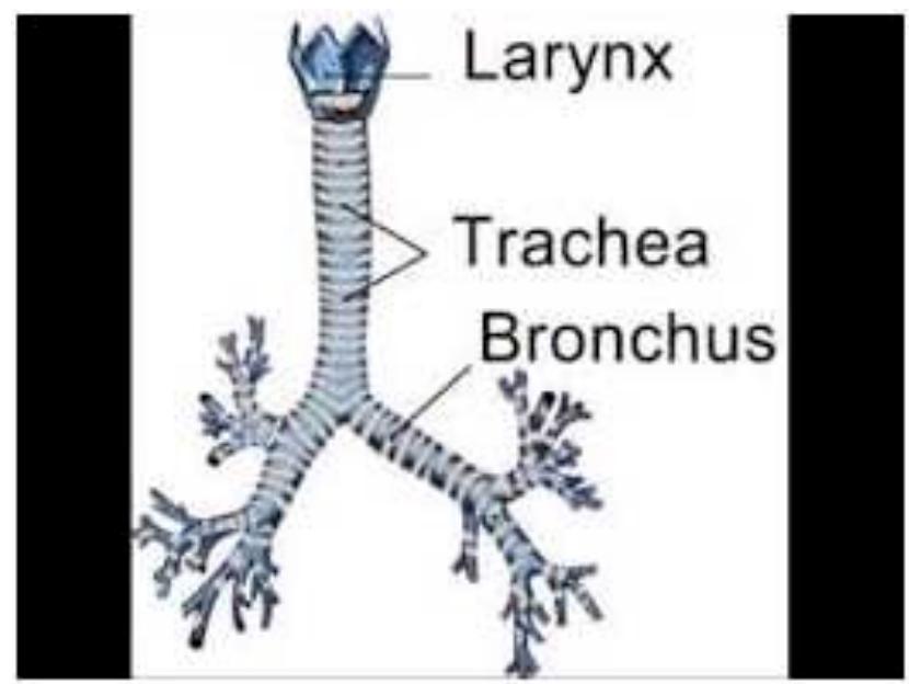Diagram showing the larynx as an organ of speech source: