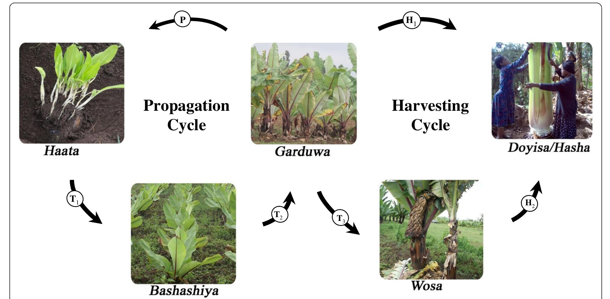 A schematic representation of the enset cycle and management