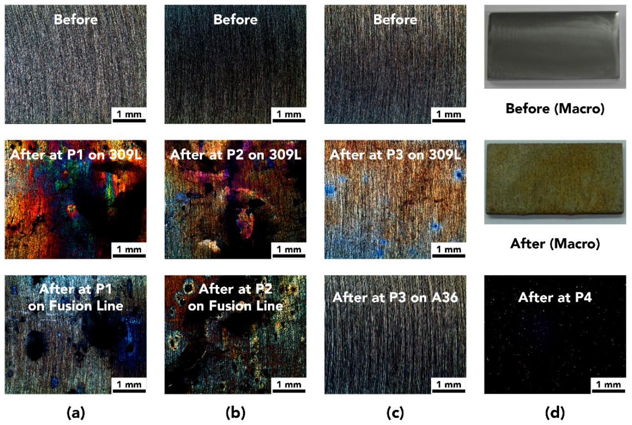 The pitting corrosion testing results: (a) cladding layer