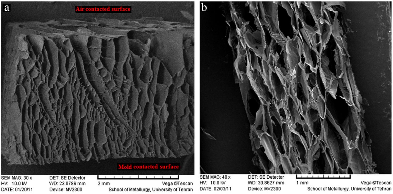 Sem photographs showing the morphology of gelatin/chitosan