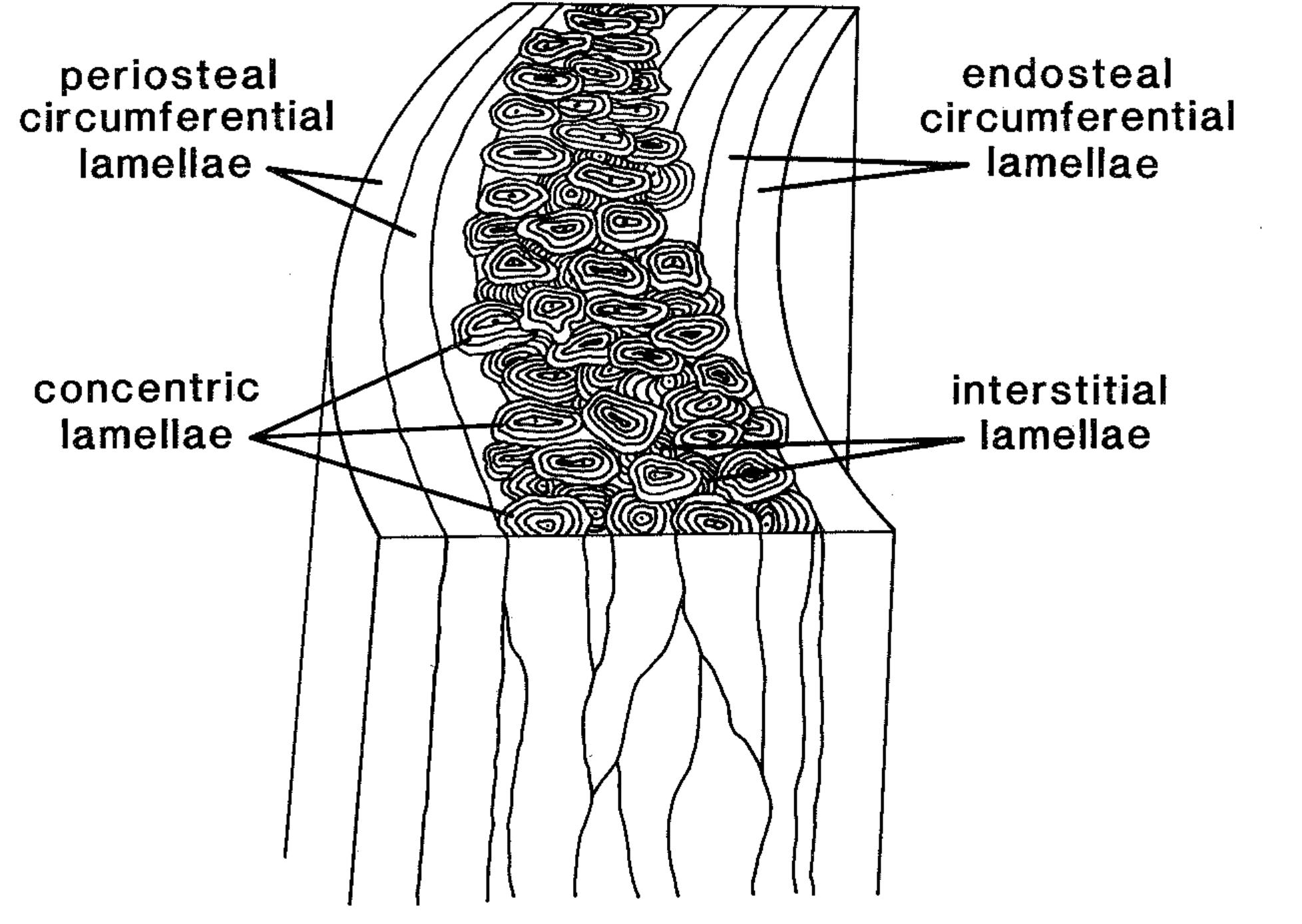 Drawing of shaft bone in cross-section showing the three