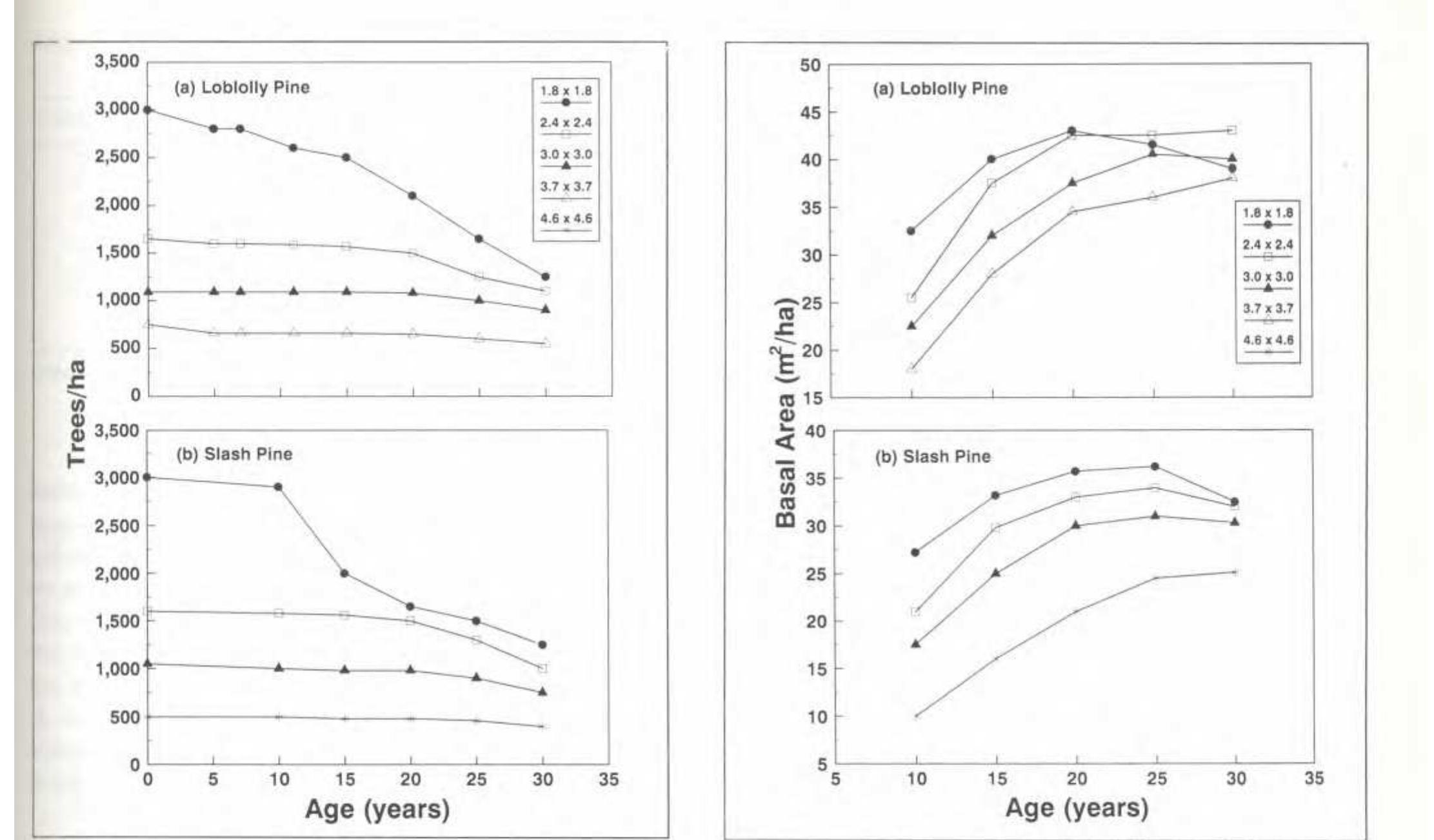 4. relationship between planting spacing and basal- area