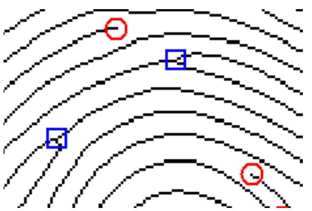 Fingerprint ridges showing end and bifurcation points with