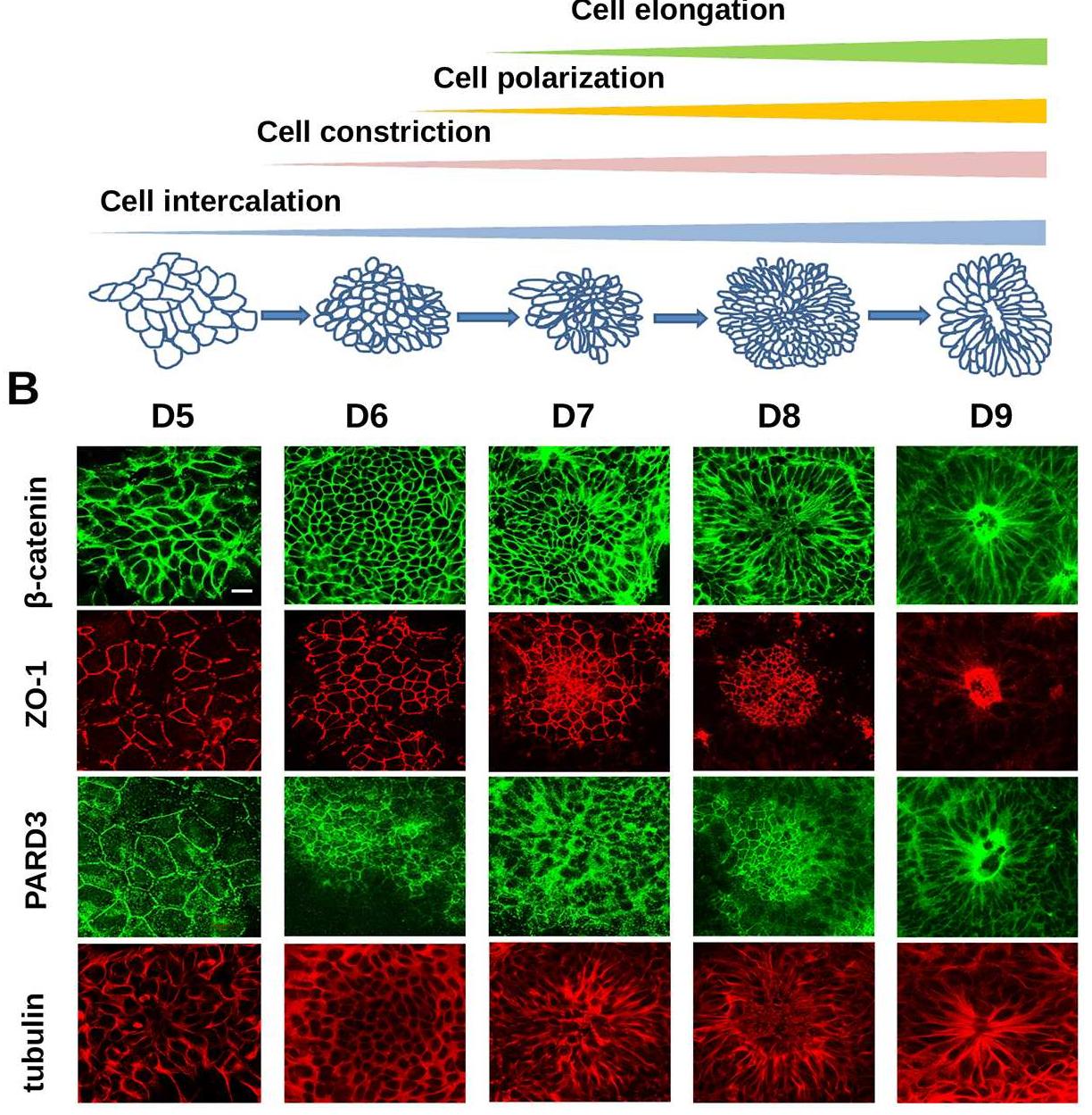 Figure 2 - from Five steps to form neural rosettes: