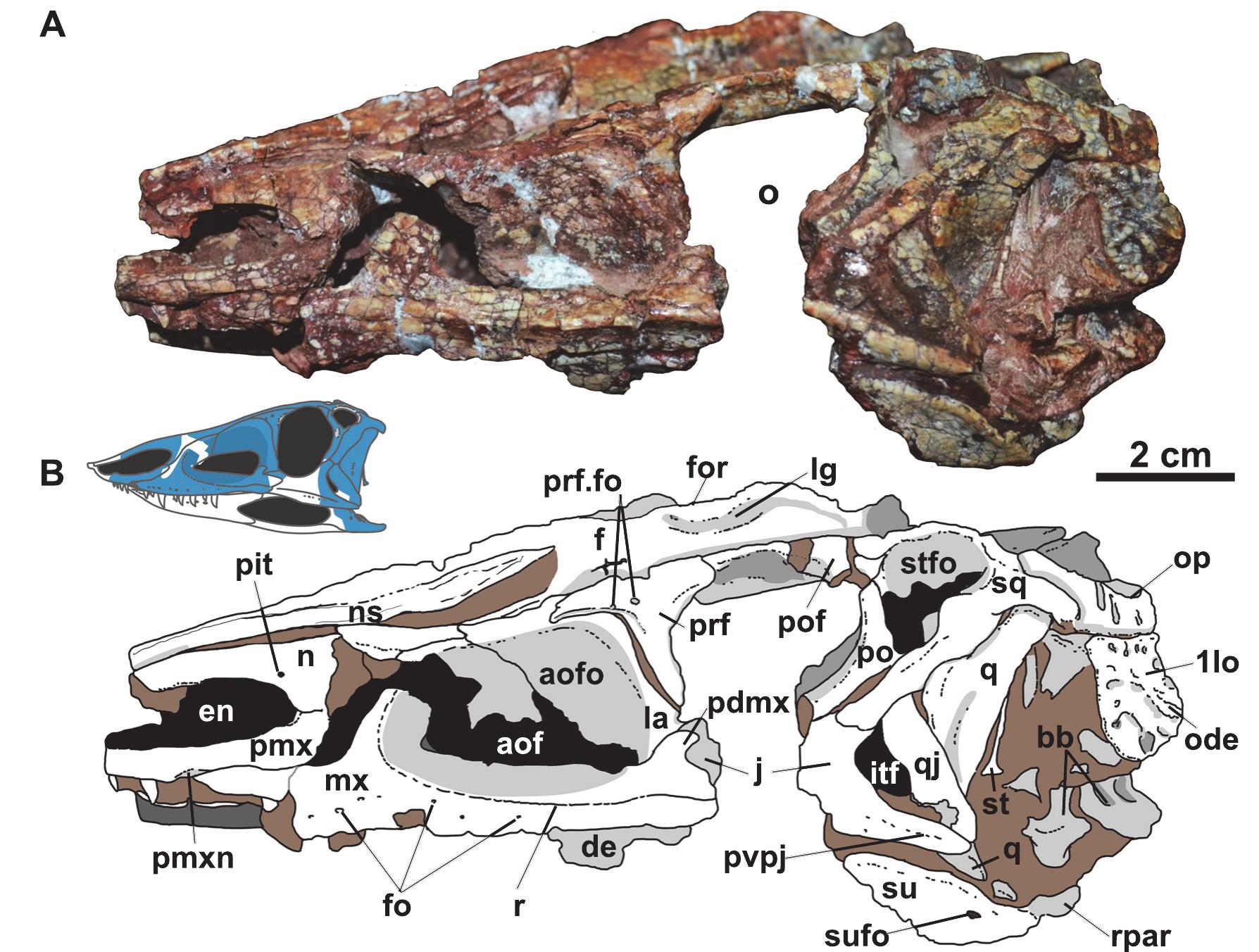 Skull of aetosauroides scagliai (mcn-pv 2347) in left