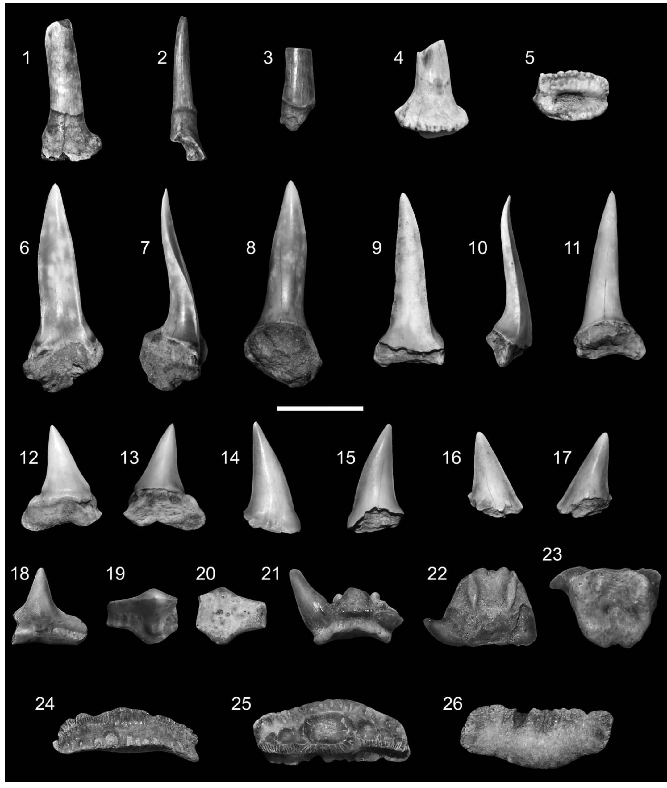 —new chondrichthyans from late maastrichtian levels of the