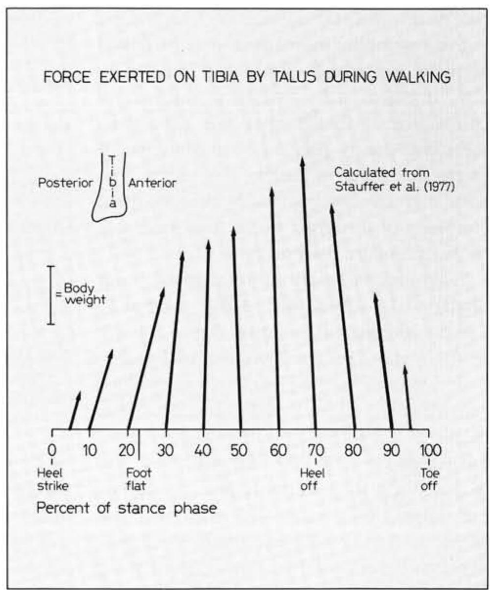 The complete extension of the human limb at the end of