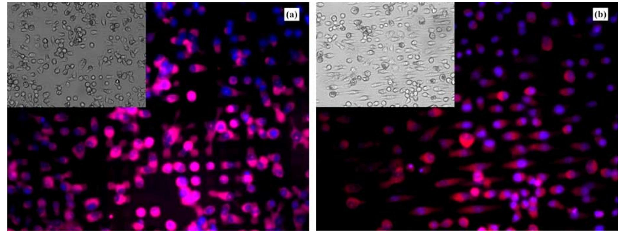 (7). fluorescence microscopy images of nestin immunostaining