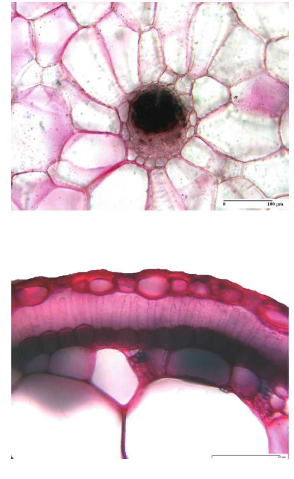 Figure 41 - Morphological and Anatomical Adaptations of