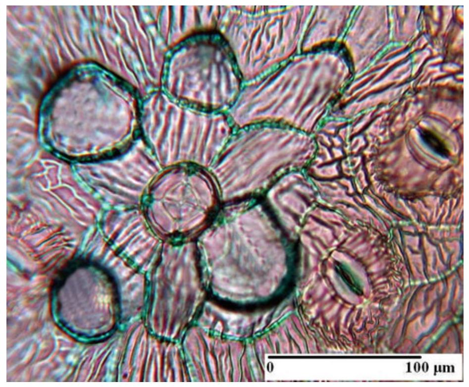 Figure 68 - Morphological and Anatomical Adaptations of