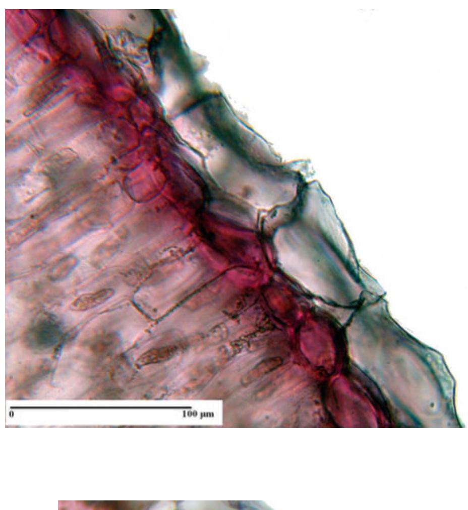 Figure 88 - Morphological and Anatomical Adaptations of