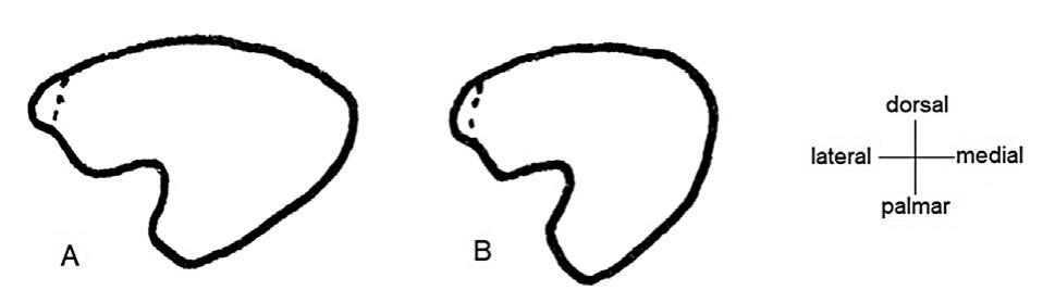 Mtllii, proximal epiphysis (proximal view). a: proximal