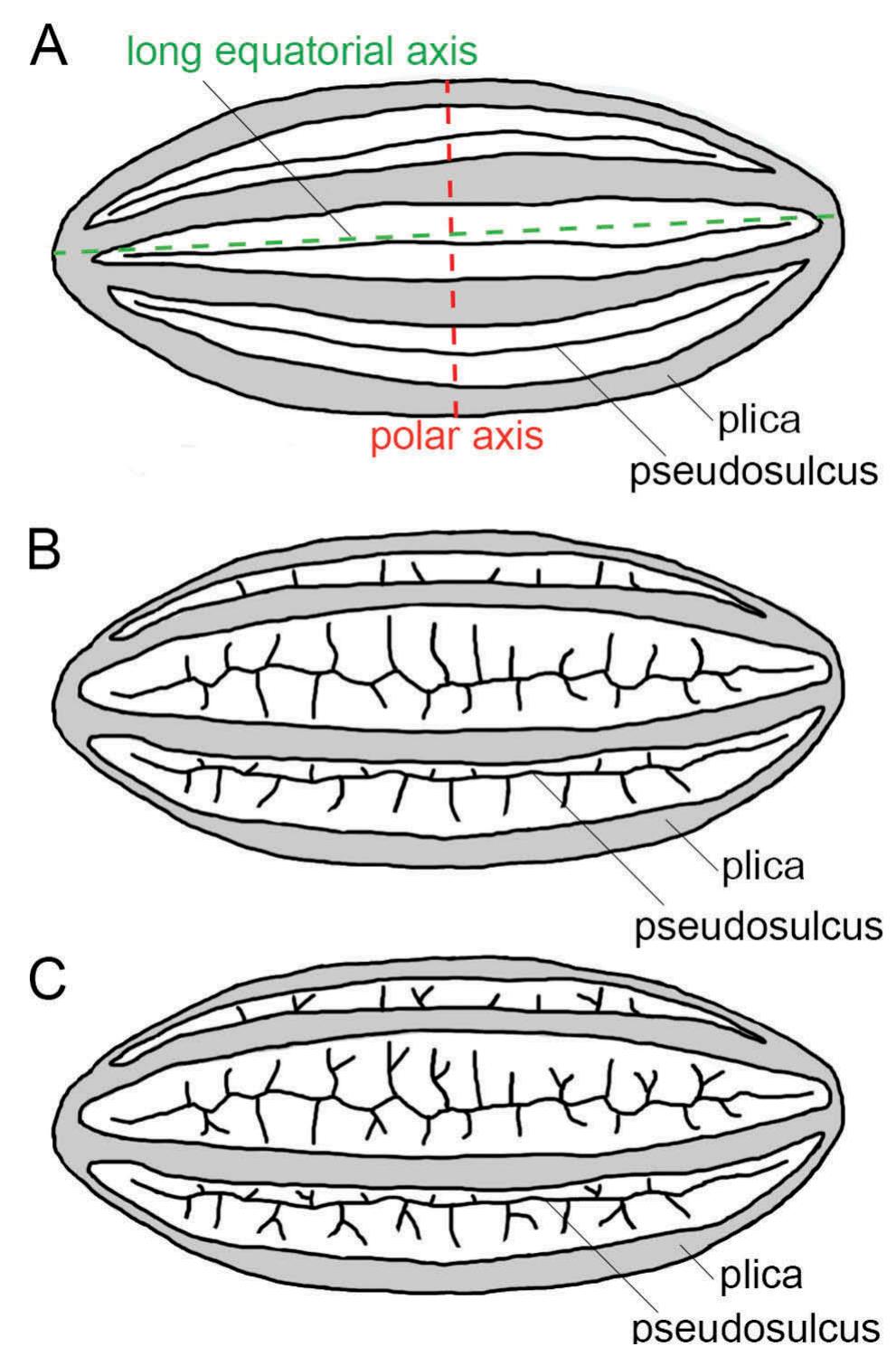 Schematic drawing of the polarity and different types of