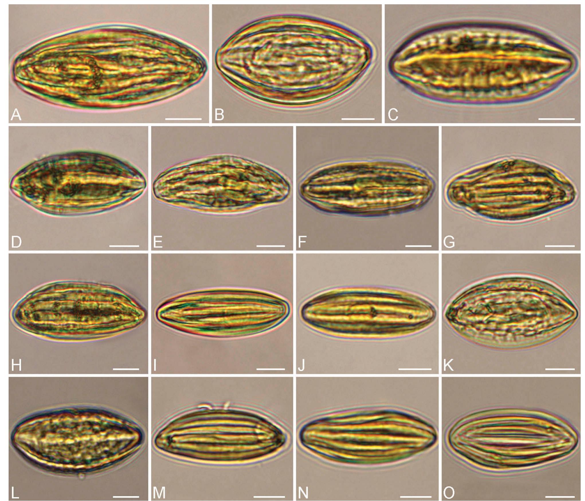 Pollen of ephedra, asian clade, light micrographs. a. e.