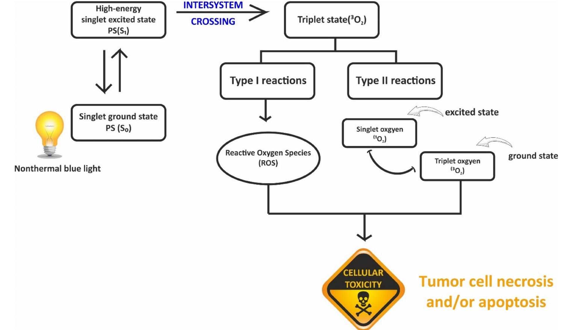 Type i and type ii reactions in pdt (photodynamic therapy).