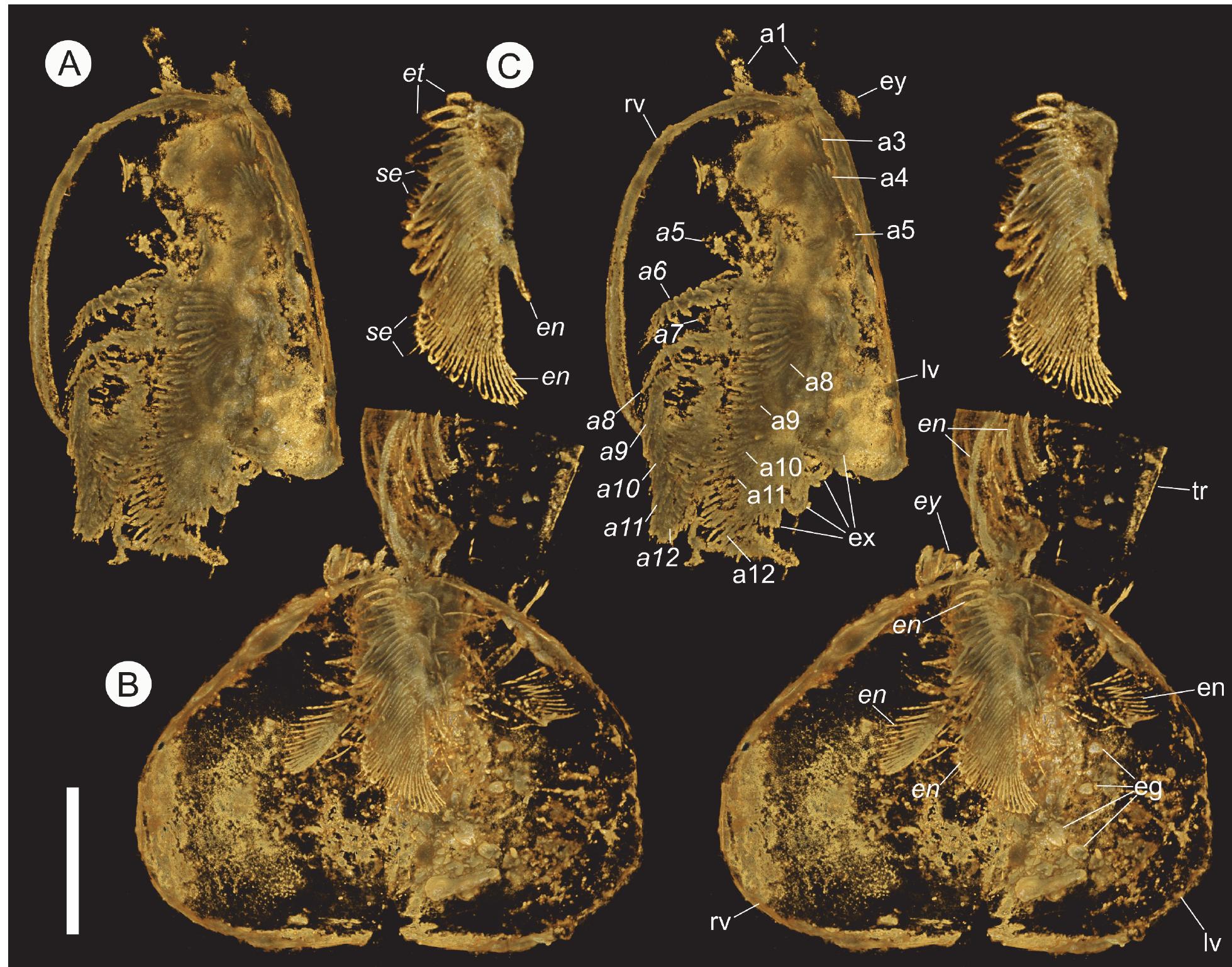 Micro-ct images of chuandianella ovata. (a) yklp 16238, left