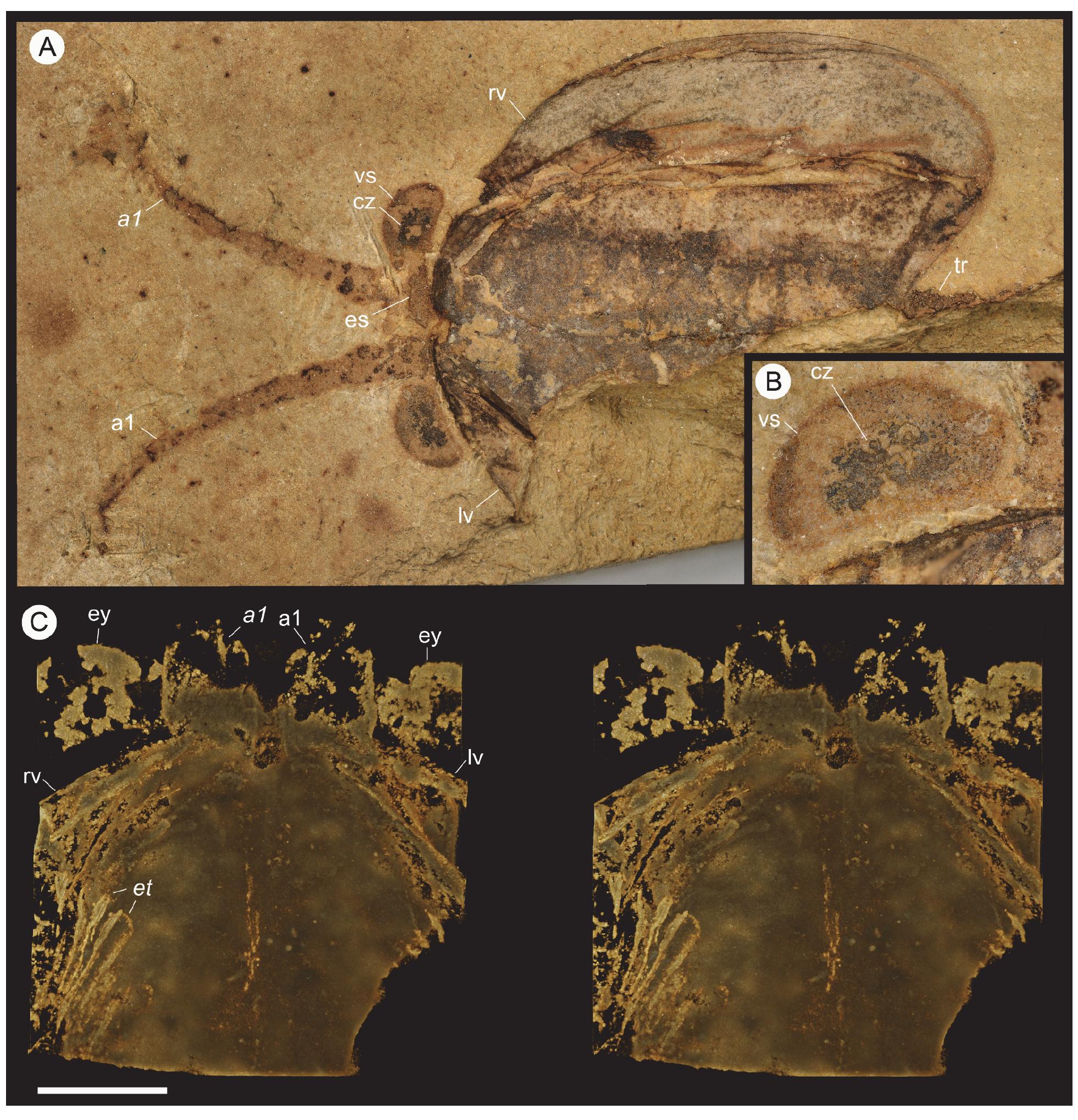 Figure 9 - Chuandianella ovata: An early Cambrian stem