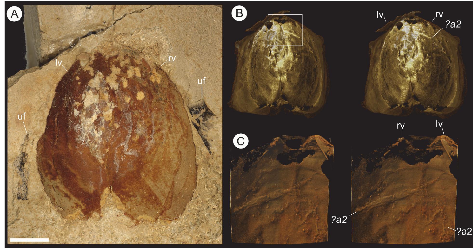 Figure 11 - Chuandianella ovata: An early Cambrian stem