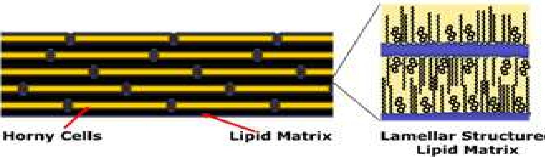 Transverse section of skin showing routes of penetration 1.