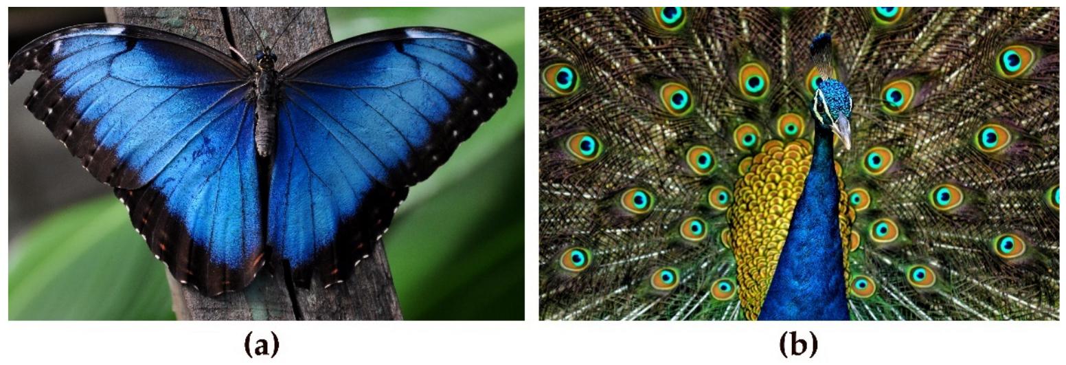 Structural color in animals. (a) blue morpho butterfly