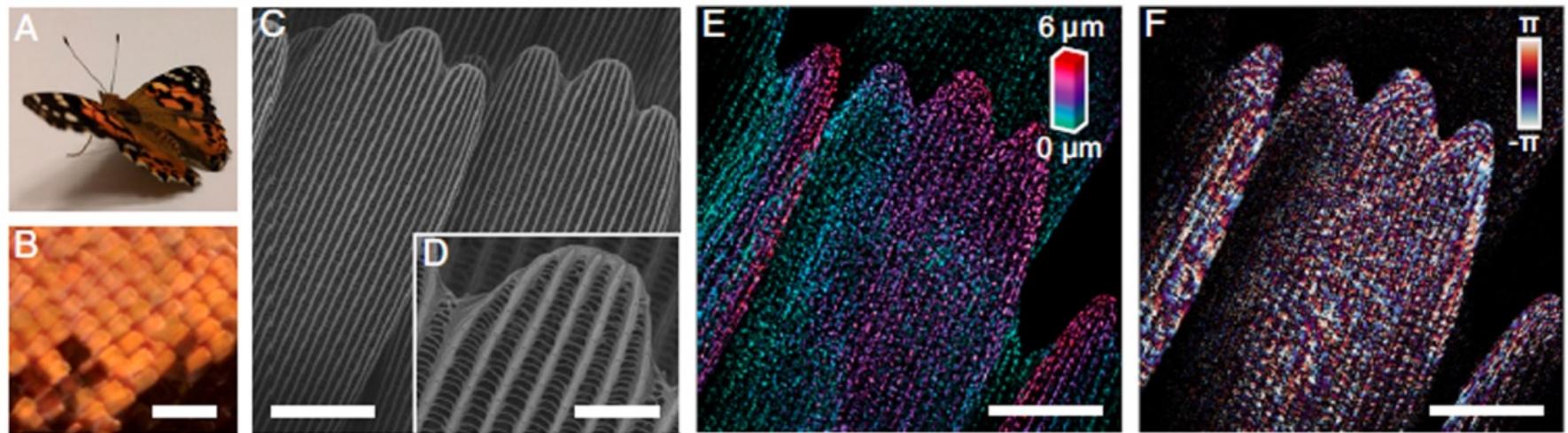 Imaging the structure of fully formed butterfly scales. (a)