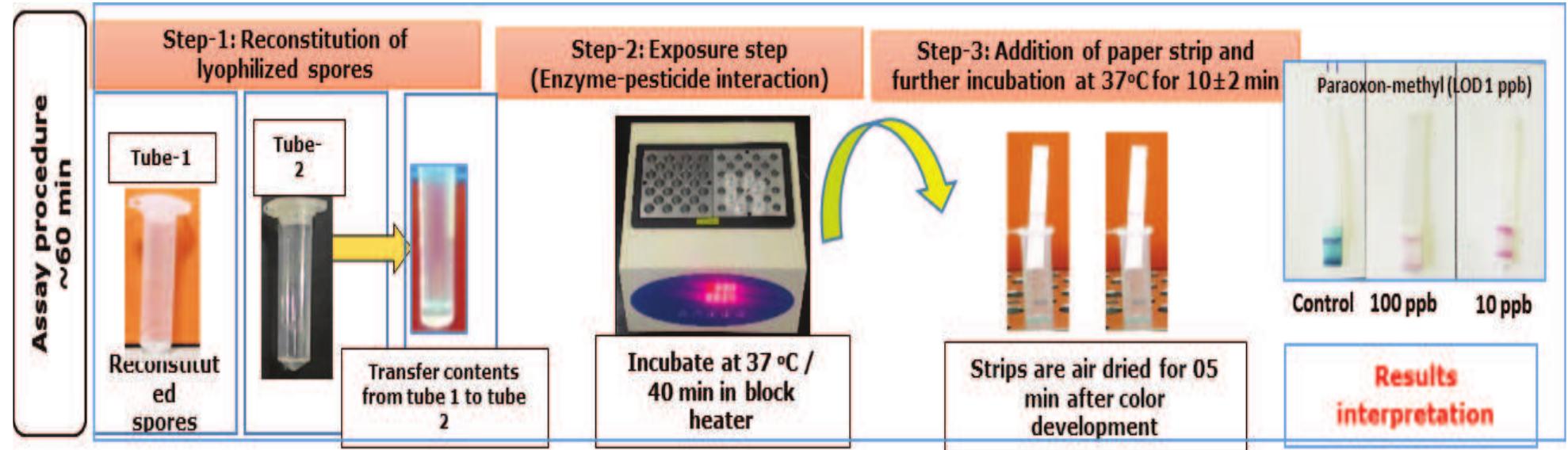 Stepwise assay procedure of paper strip assay for detection