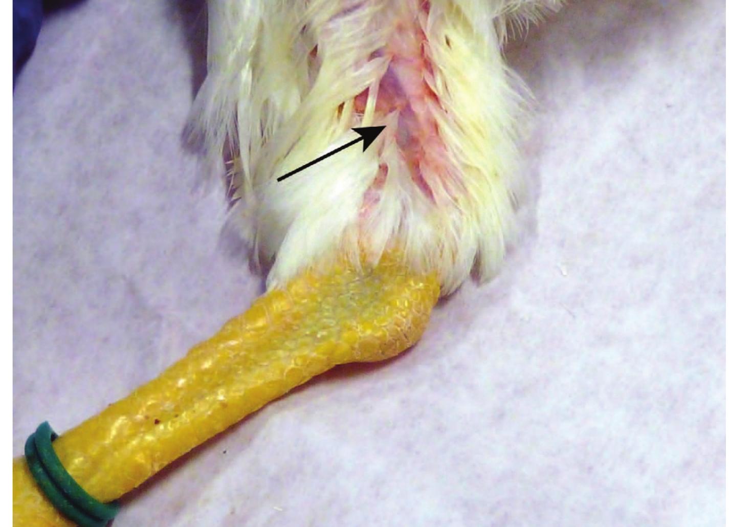 | medial metatarsal vein location. the chicken is in right