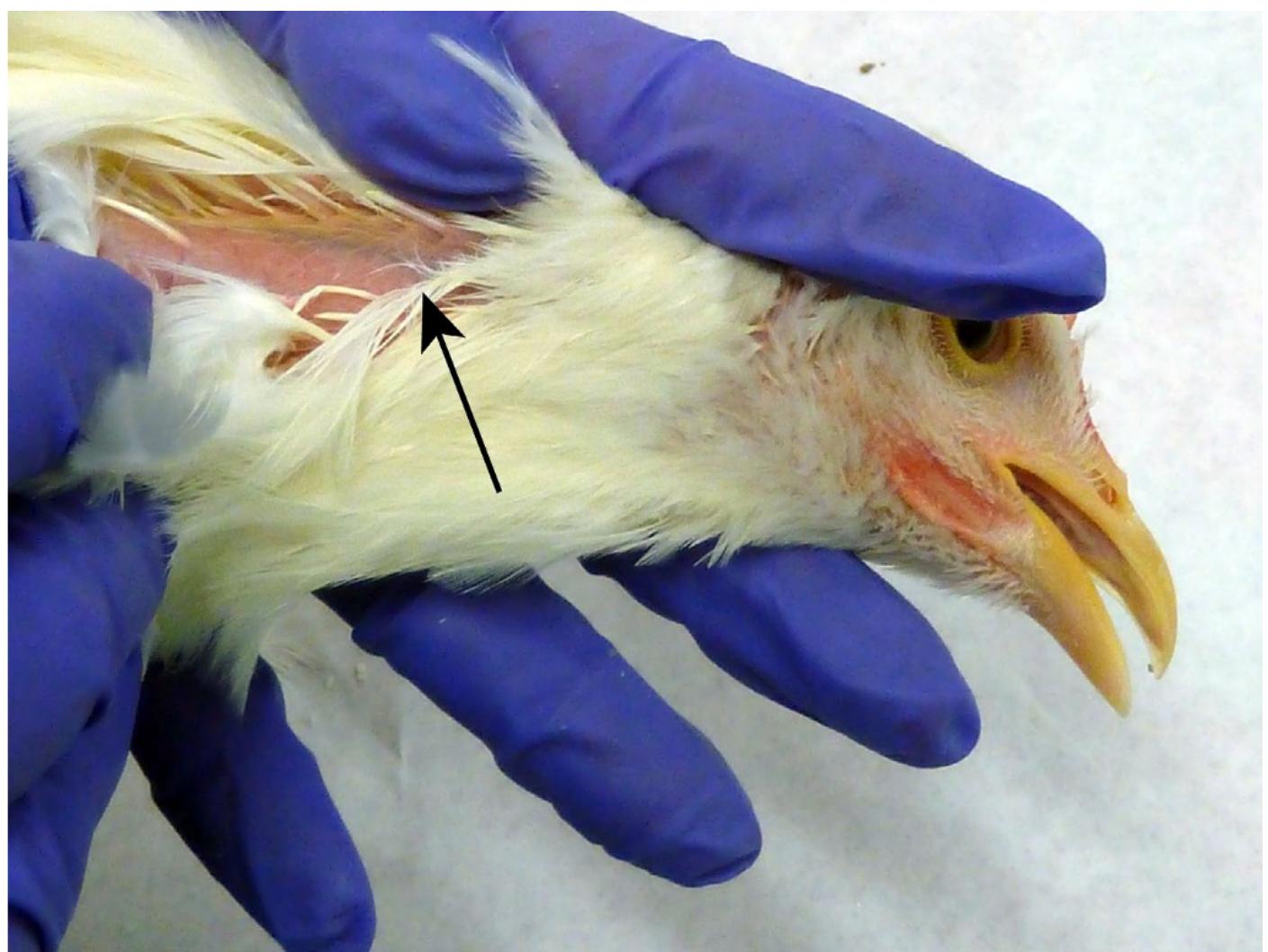 (PDF) Techniques for collecting blood from the domestic chicken