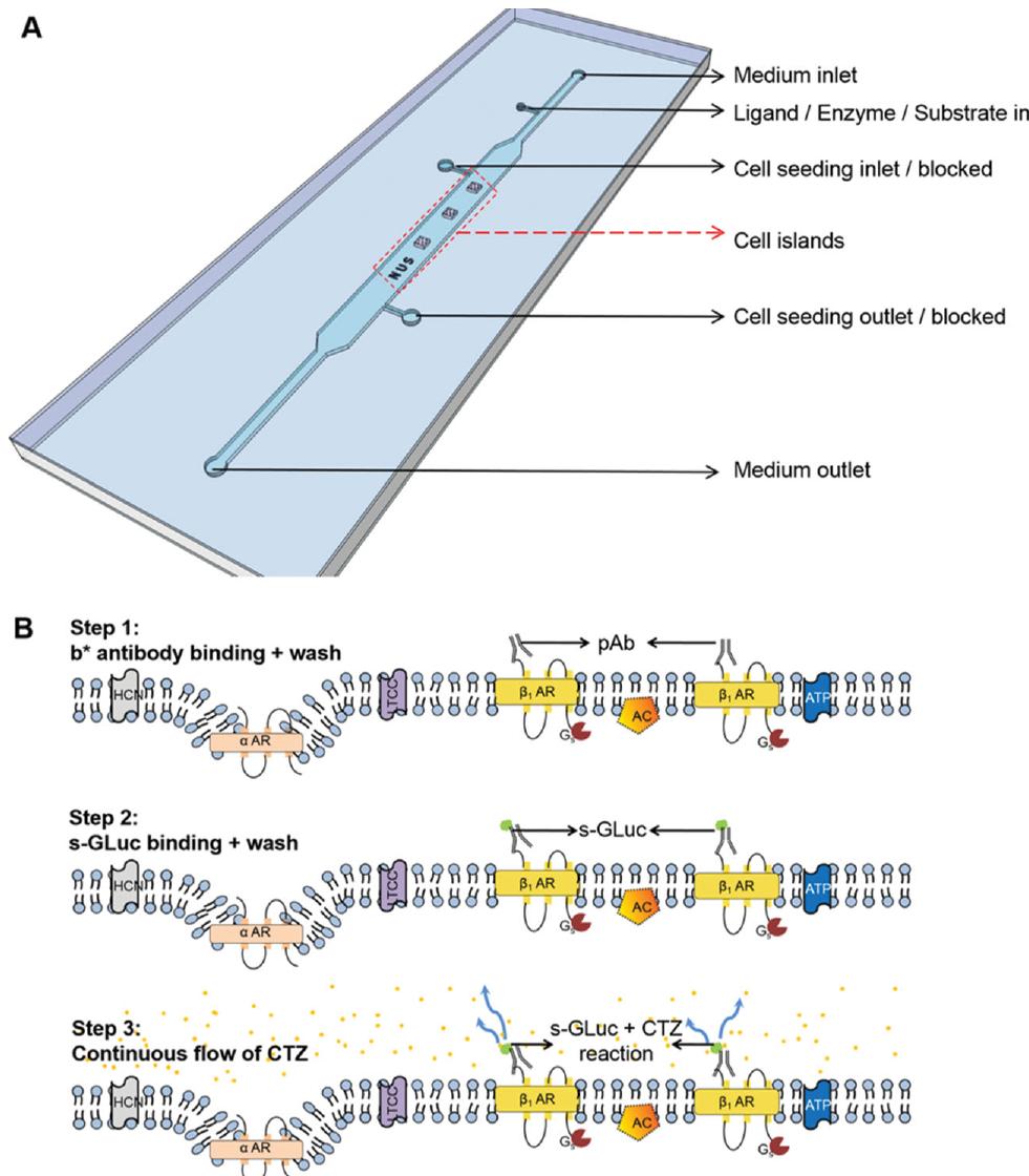 (a) schematic representation of microfluidic device for