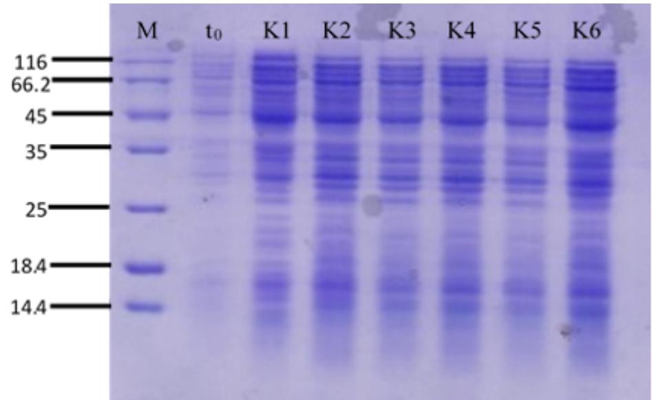 Sds-page electrophoregramof hsa soluble fraction in