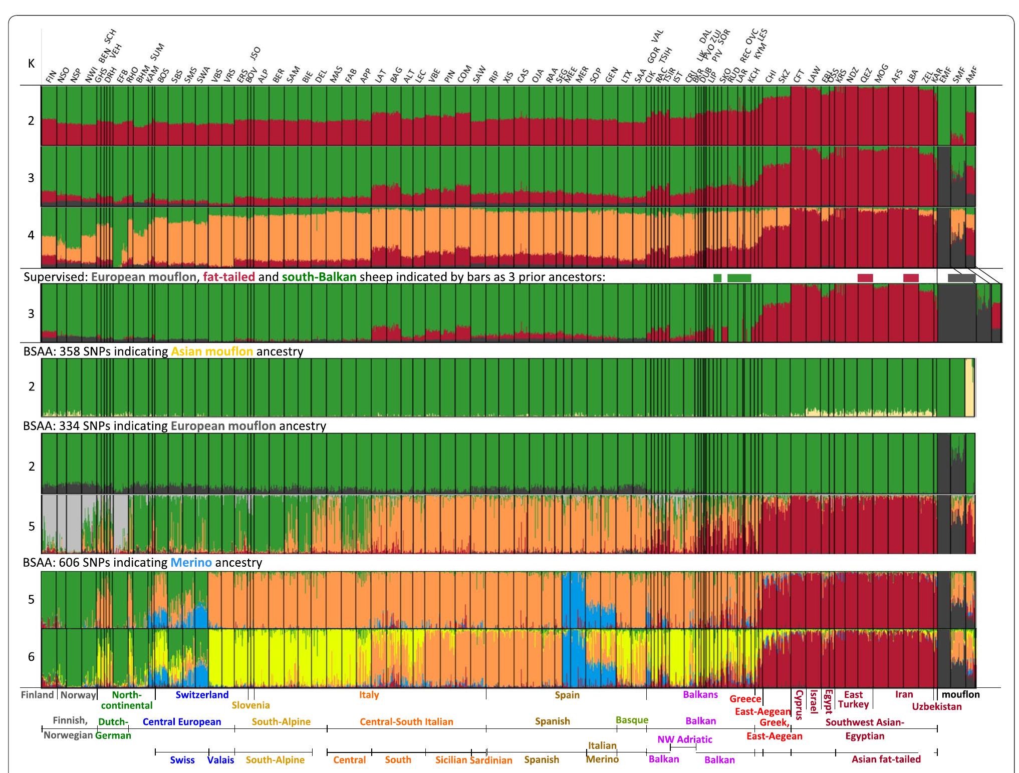 Figure 4 - from On the origin of European sheep as revealed