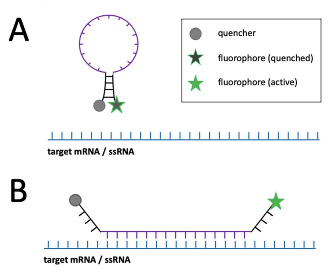 Schematic representation of mrna detection with molecular