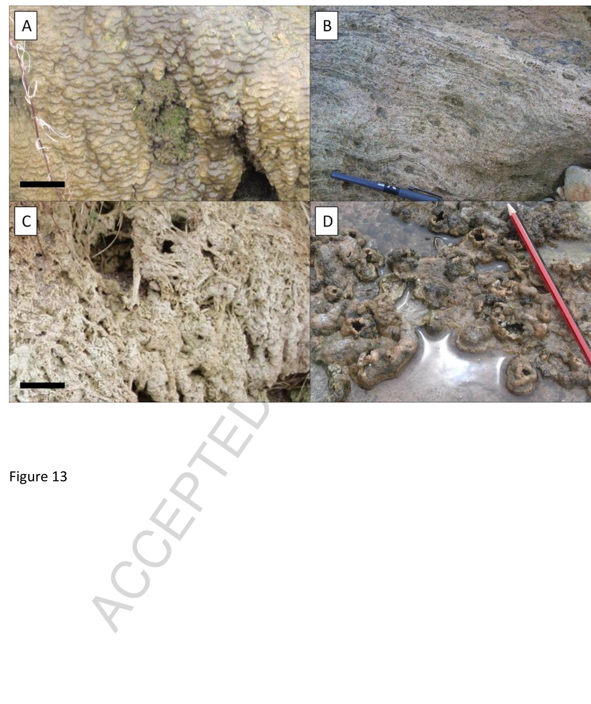 Figure 10 - Macro- and meso-fabric structures of peritidal