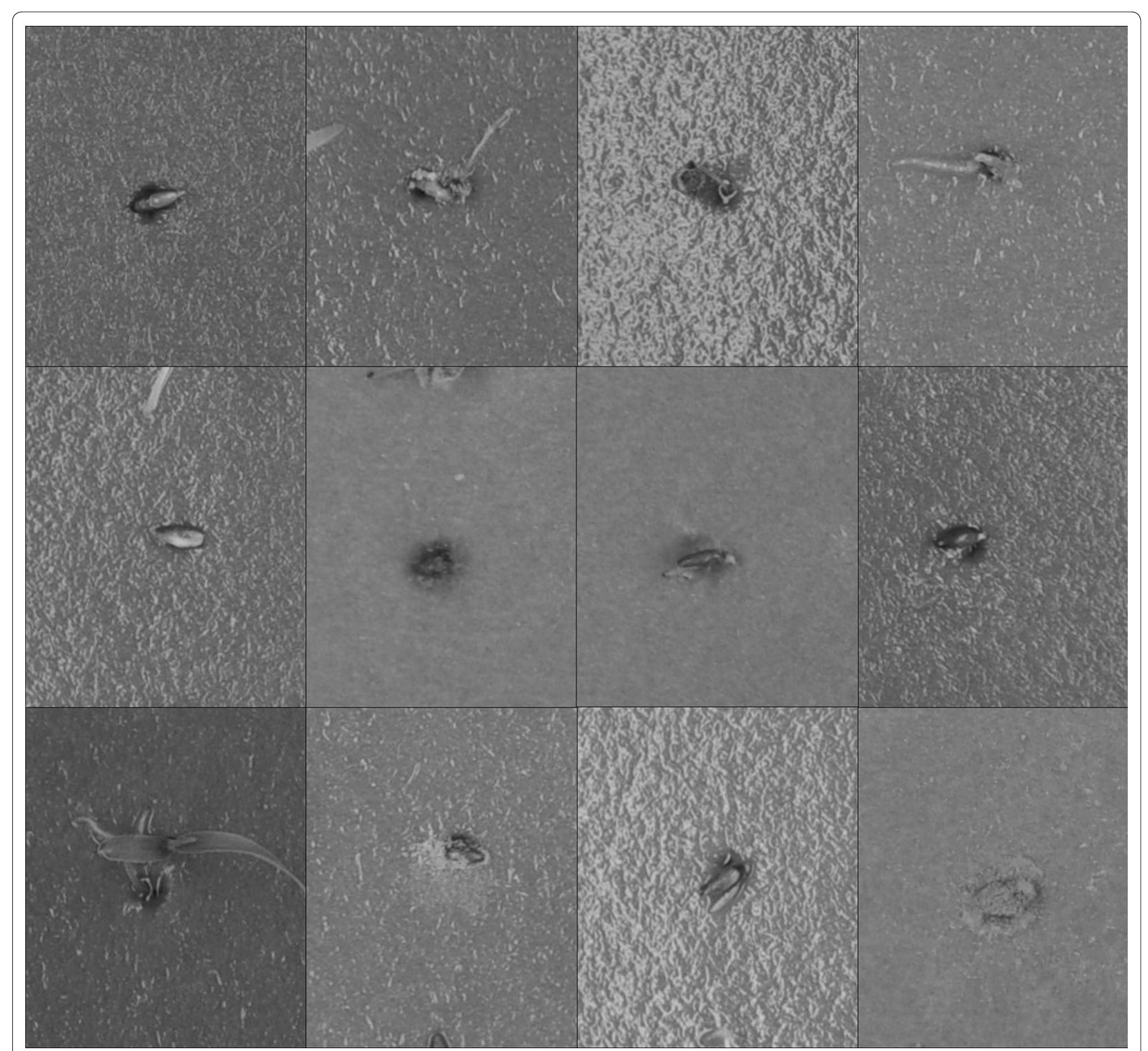 Example images of seed germination from the dataset. an