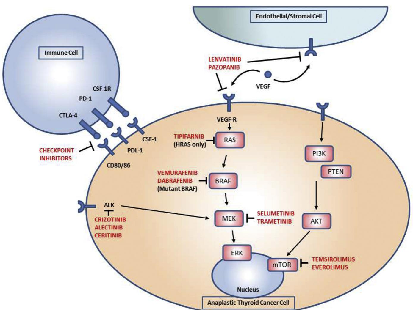 Simplified schematic of active immune and signaling pathways