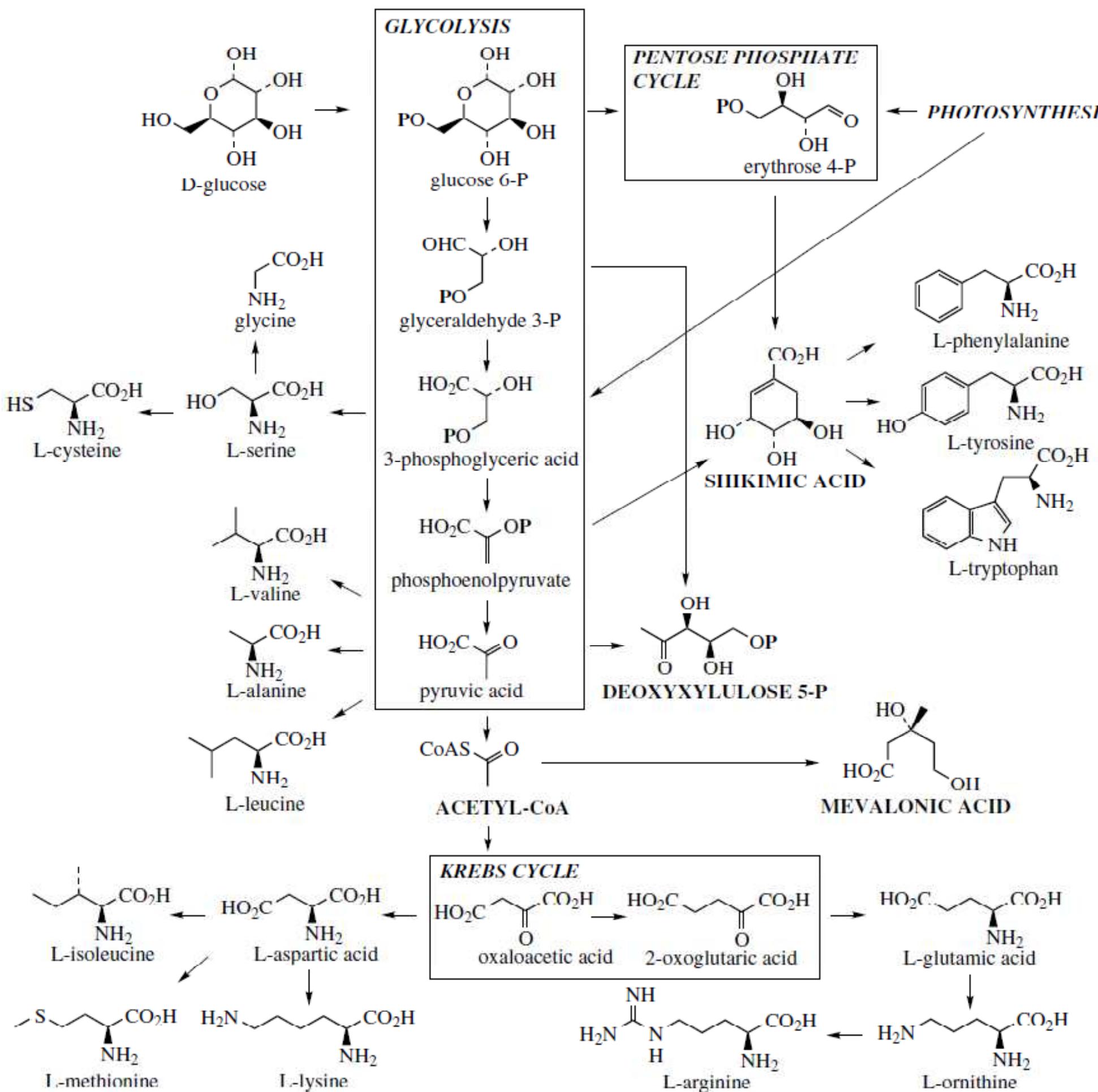 Biosynthesis scheme of plants secondary metabolites [21].