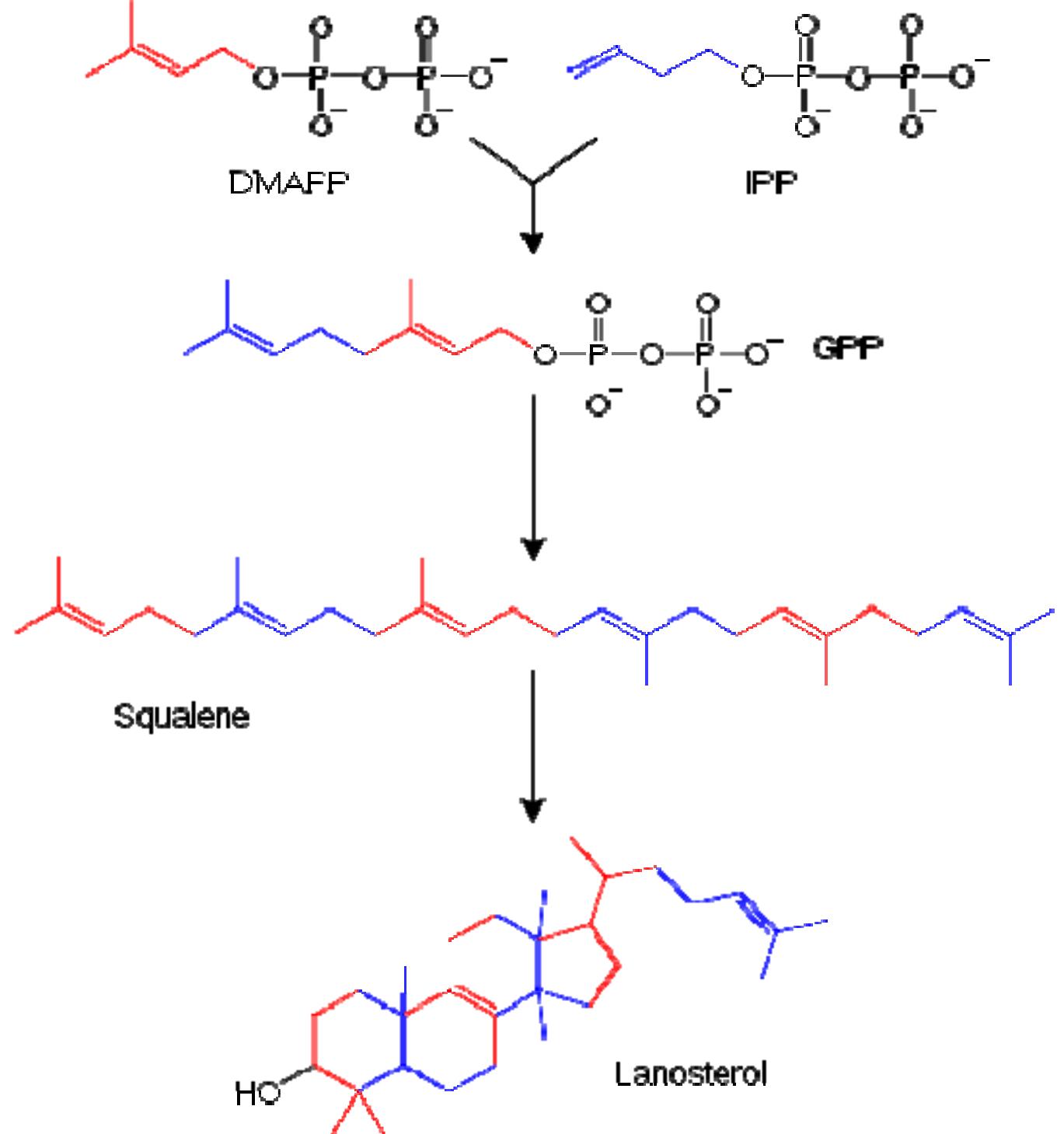 Example of sterol synthesis (source: weekpedia, february 13,