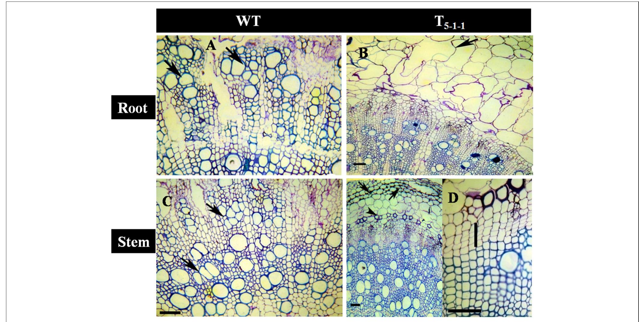 | anatomical transverse section of t;_4_4 transgenic line