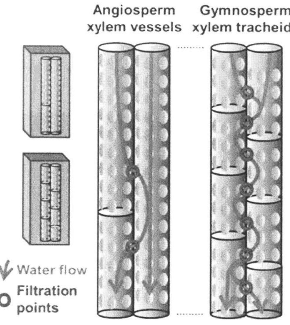 4: the path of water flow through the xylem of angiosperms