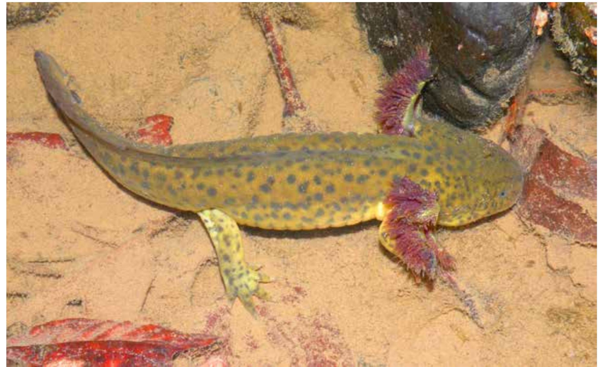 Ambystoma velasci. the endemic plateau tiger salamander, as