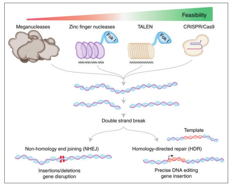The basic working principle of major genome-editing