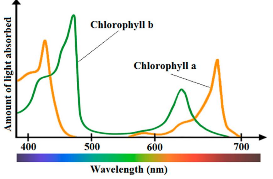 The absorption spectrum of both the chlorophyll-a and the