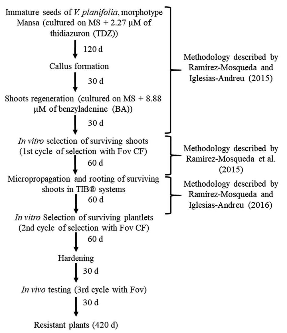 Flow chart for in vitro selection of vanilla planifolia