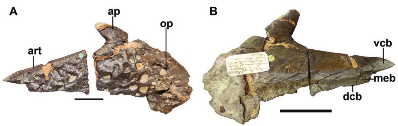 Sarcosuchus sp., osteoderm (bmnh r3224). a, dorsal view. b,
