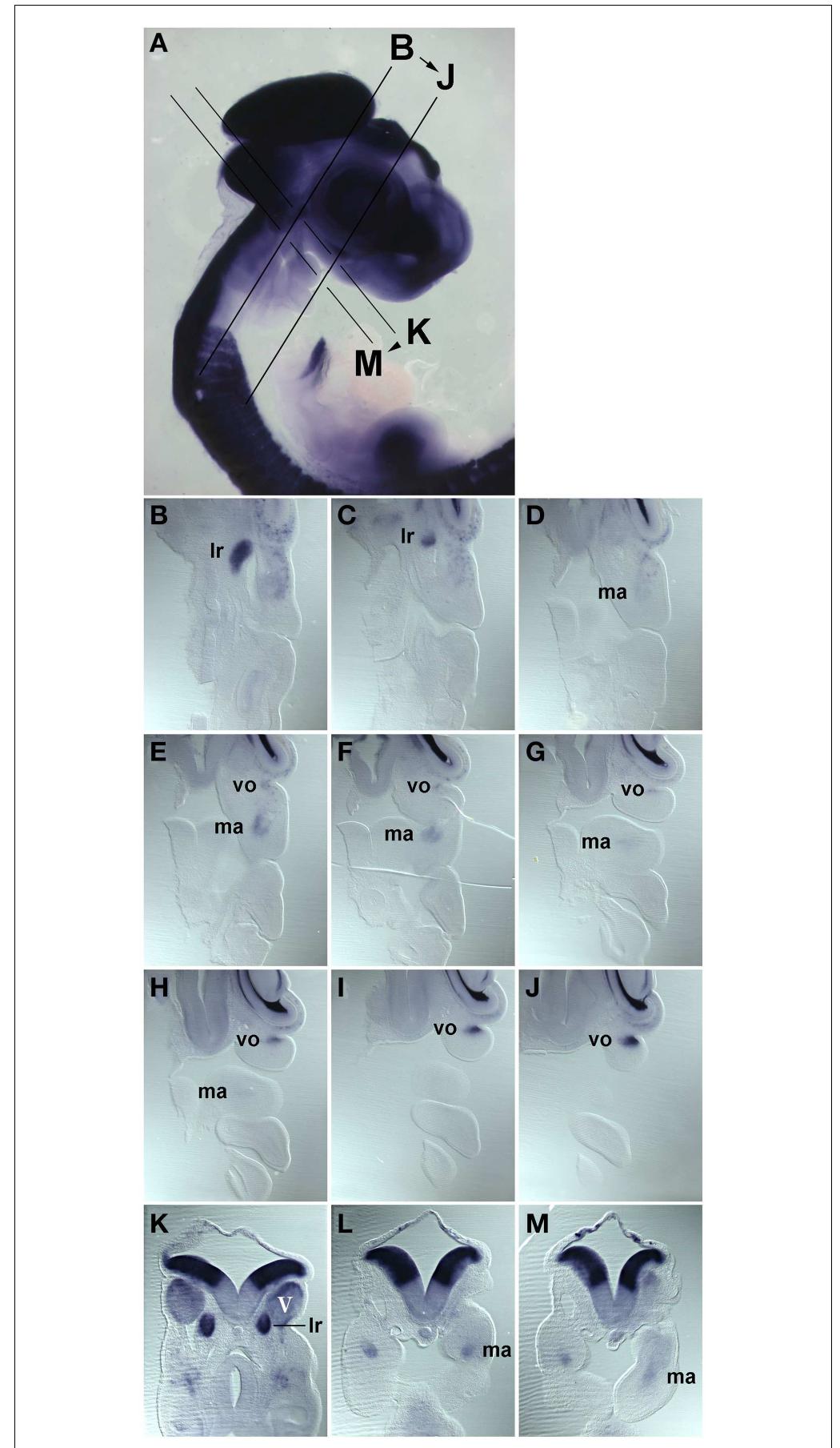| series of frontal (b-j) and cross (k-m) sections of a hh22